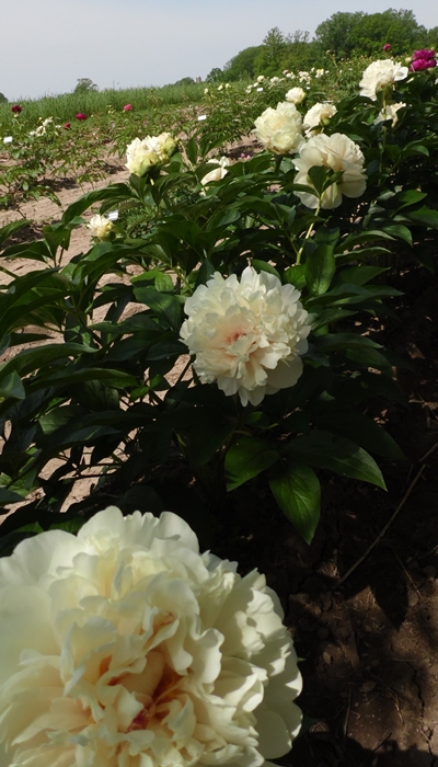 About Peonies | American Peony Society