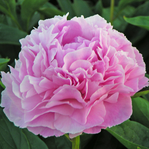 Dresden Pink | American Peony Society