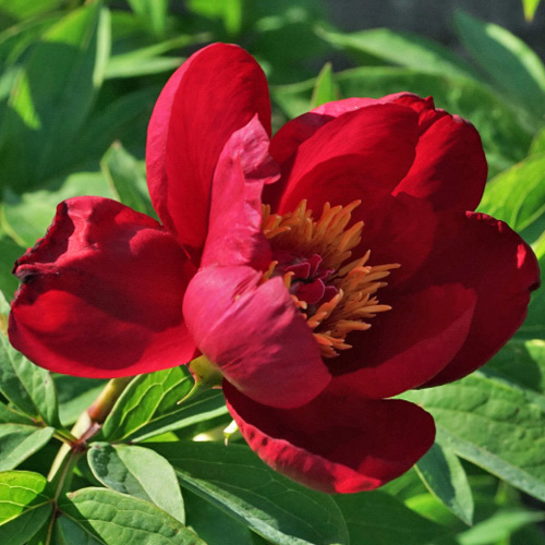 Scarlet Splash | American Peony Society