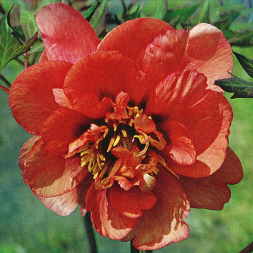 Fanfare | American Peony Society