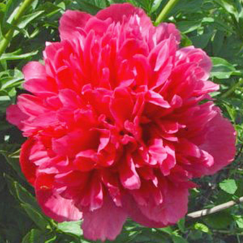 Pretty in Pink | American Peony Society
