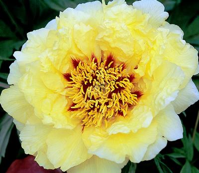 Alhambra | American Peony Society