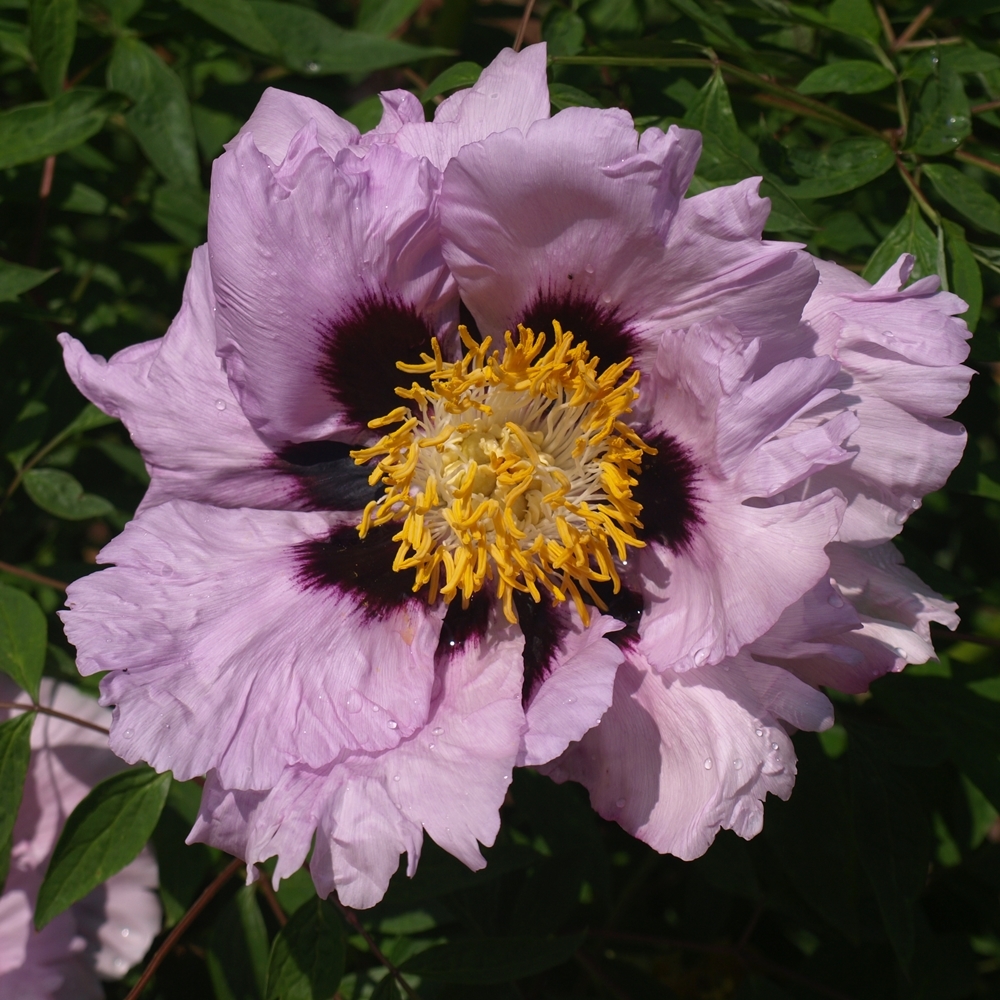 Valley of the Giants | American Peony Society