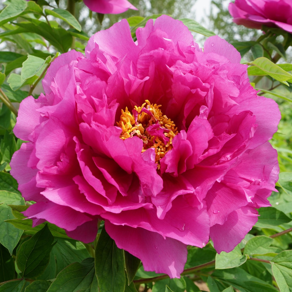 Hong Xia | American Peony Society